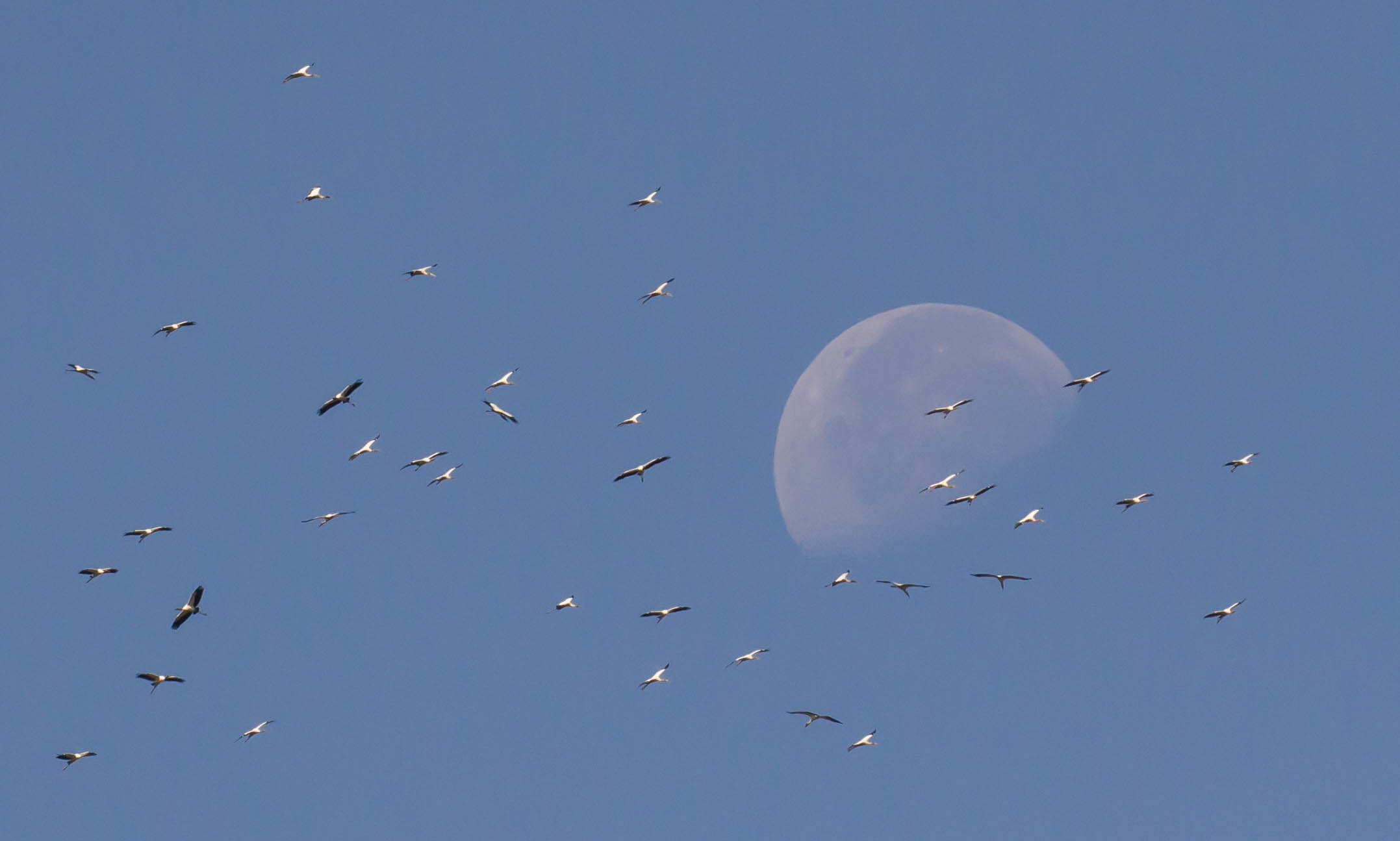 Wood Storks Migration – Obsessive Birding Disorder