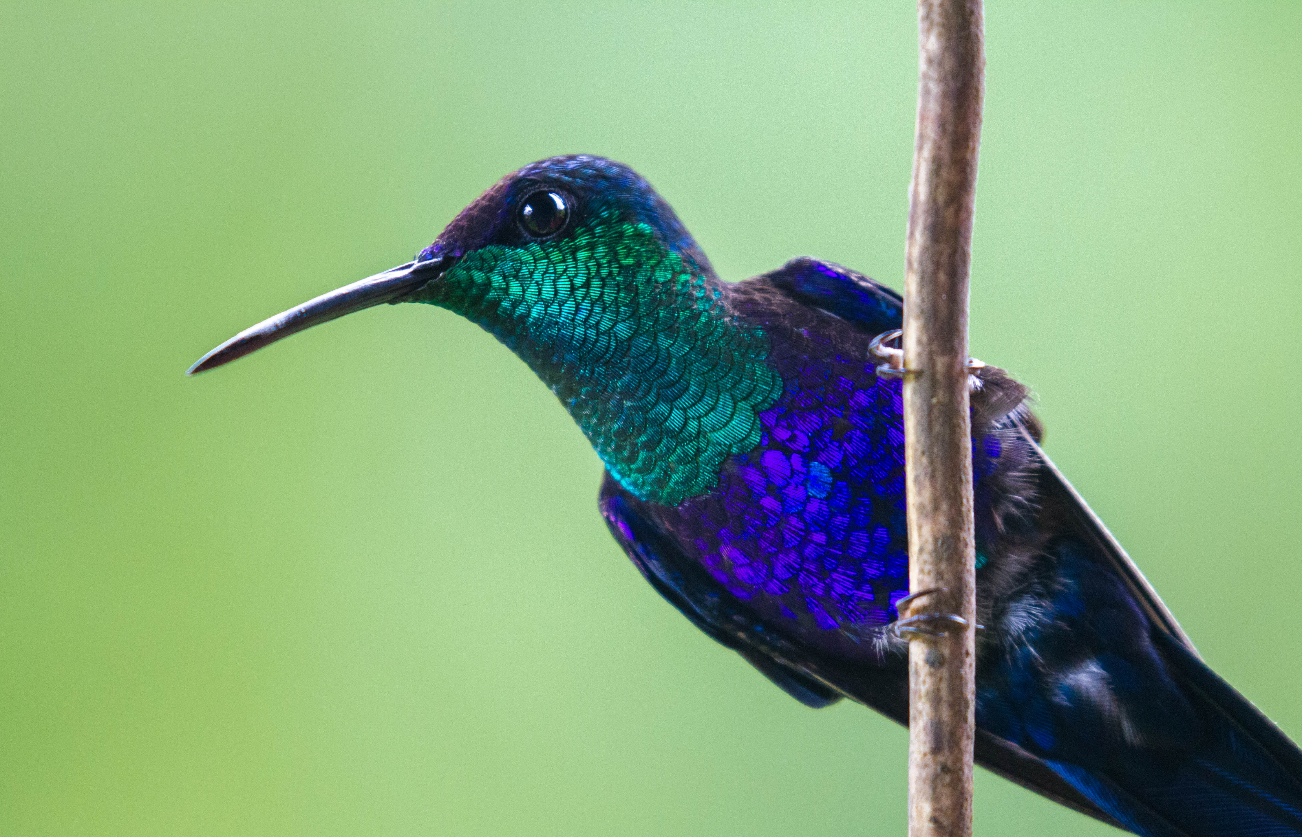 Obsessive Birding Disorder – a disorder in which people have repeated ...