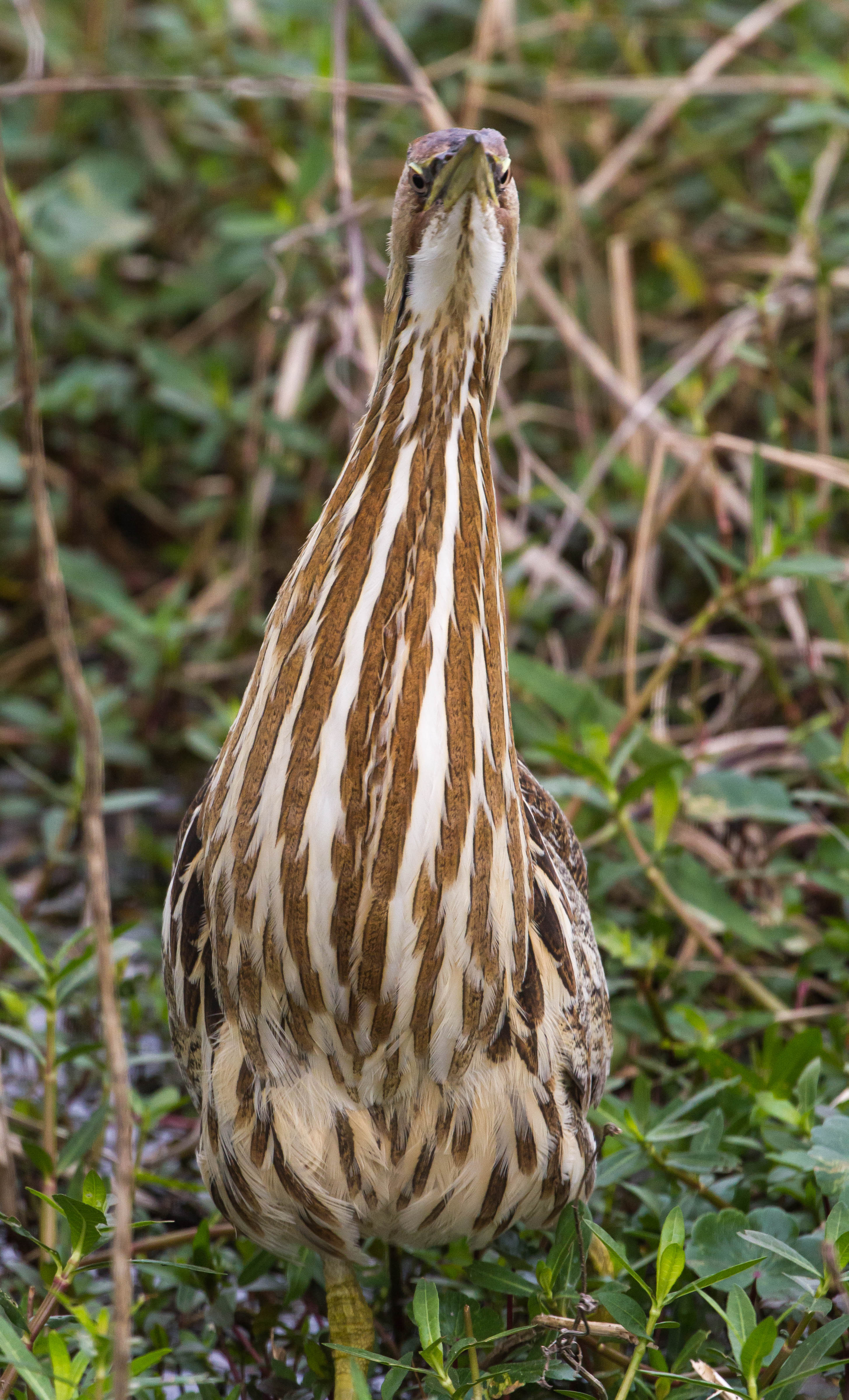 Obsessive Birding Disorder – a disorder in which people have repeated ...